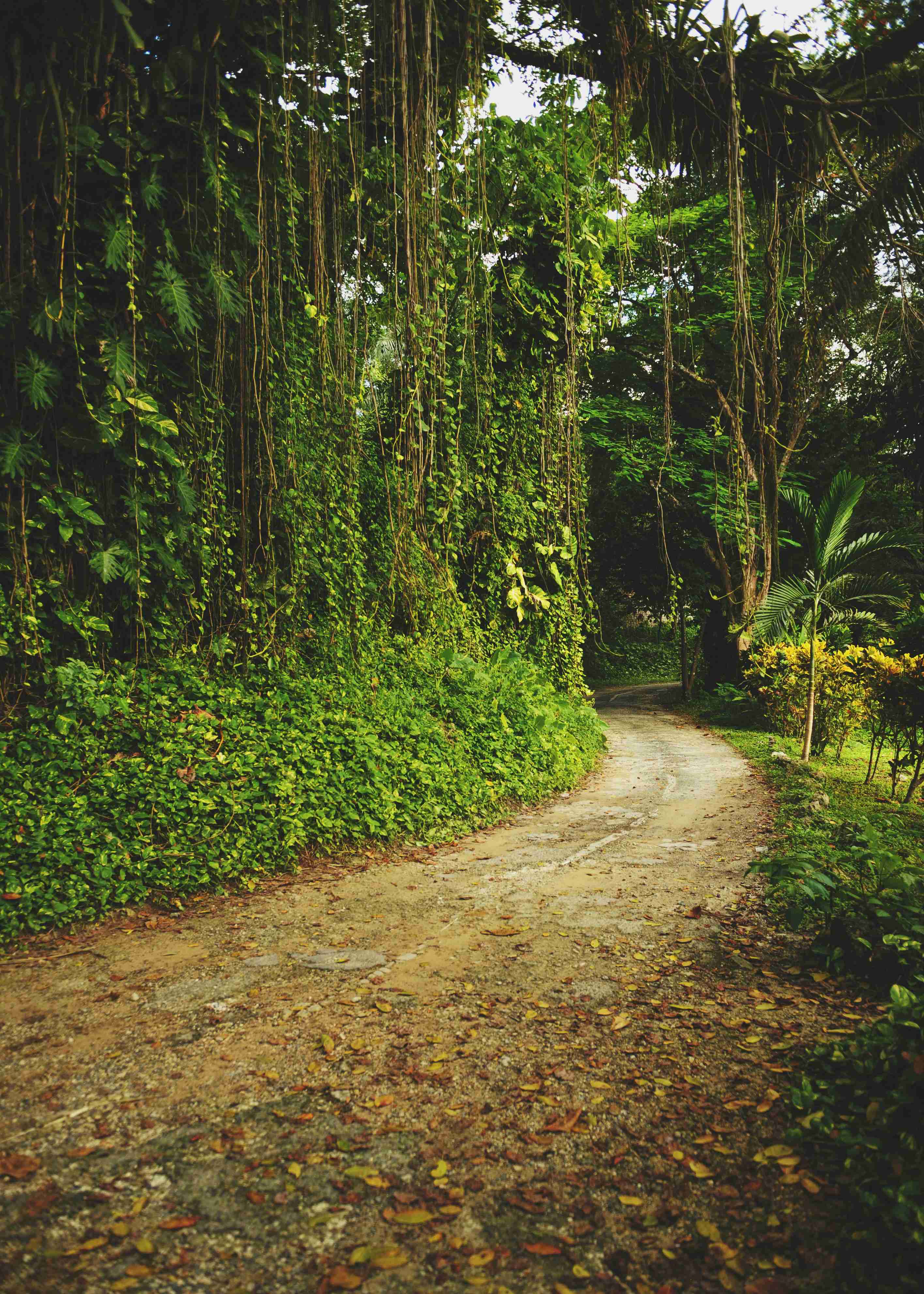 From Coast to Cove: 5 Epic Jamaica Road Trip Routes for Your Itinerary ...