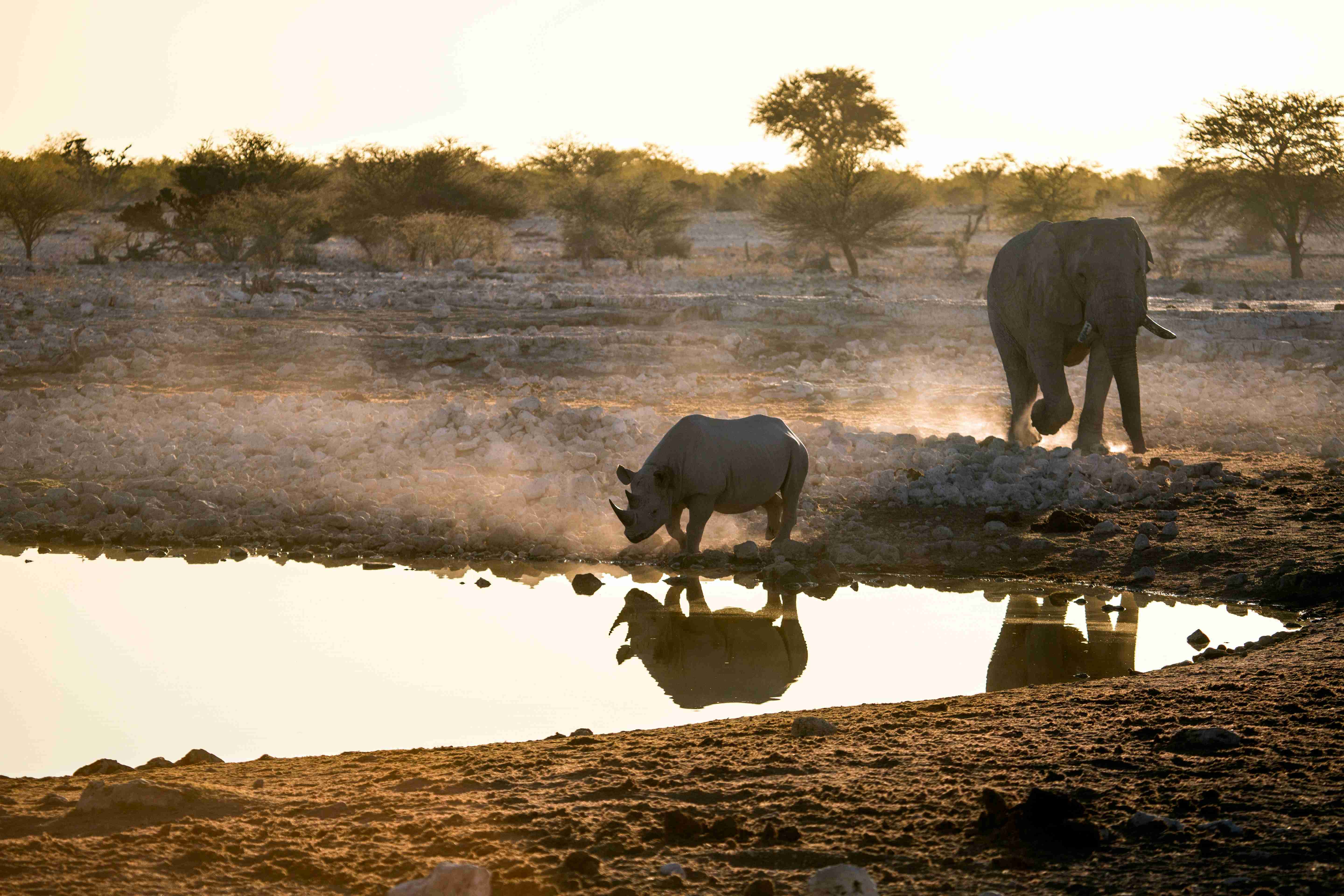 From the Safari to the Beach: Discovering the Top Road Trip Routes in ...